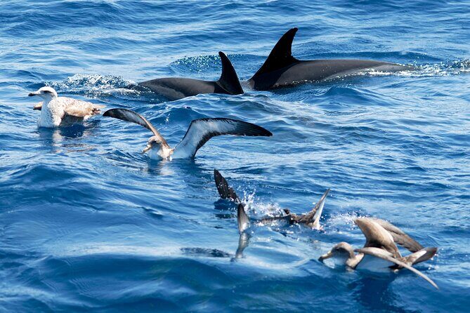 Whale and Dolphin Watching EcoAdventure in Tenerife - In Final Words