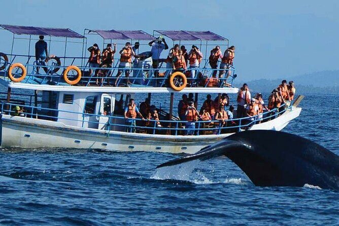 Whale and Dolphin Watching in Kalpitiya - An Honest Look at Whale and Dolphin Watching in Kalpitiya