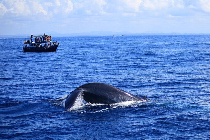 Whale and Dolphin Watching in Kalpitiya - The Sum Up: Is It Worth It?