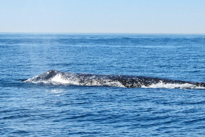 Whale and Dolphin Watching in San Diego - The Itinerary: What to Expect
