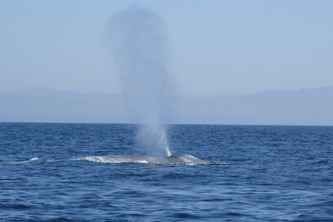 Whale and Dolphin Watching in San Diego - Practical Considerations and Value