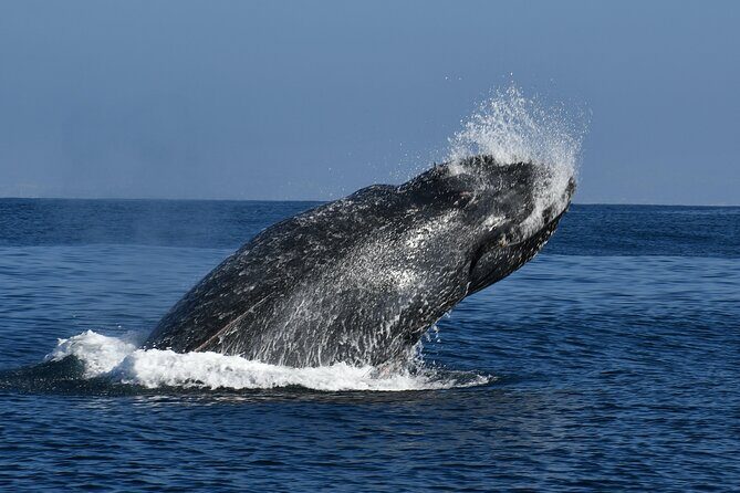 Whale and Dolphin Watching in San Diego - The Reviews Speak for Themselves