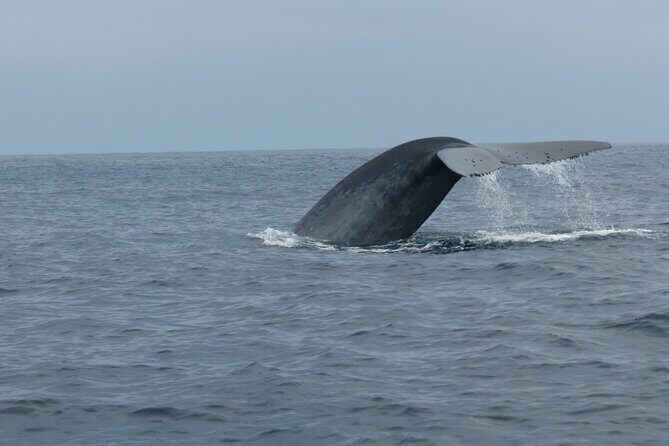 Whale and Dolphin Watching in San Diego - Who Will Love This Tour?