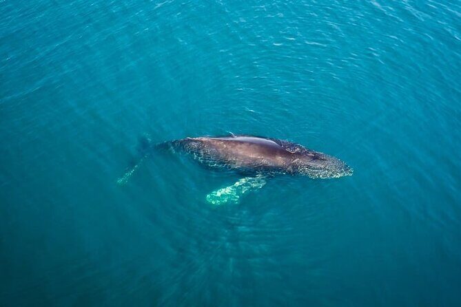 Whale and Dolphin Watching in San Diego Speedboat Tour - An In-Depth Look at the Speedboat Whale Watching Tour