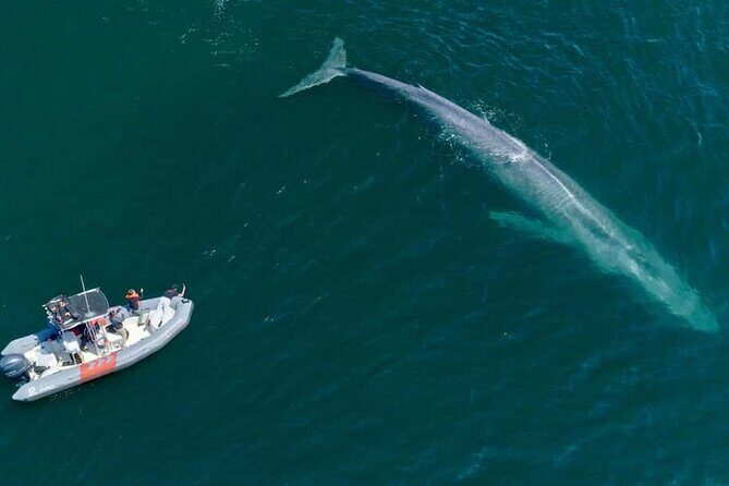 Whale and Dolphin Watching in San Diego Speedboat Tour - The Sum Up