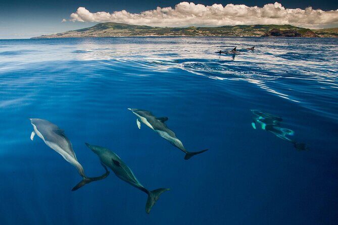 Whale and Dolphin Watching in Terceira Island - FAQs
