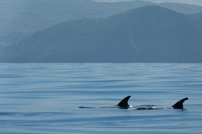 Whale and Dolphin Watching in Terceira Island - Additional Resources