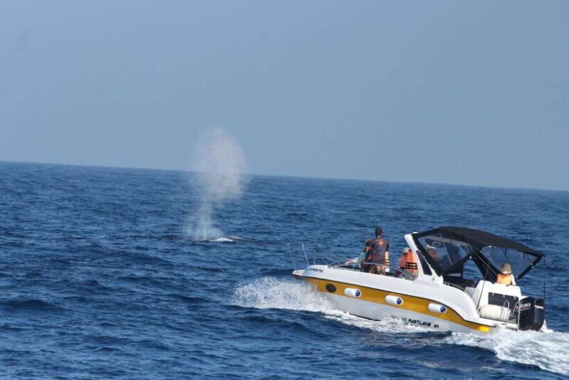 Whale and Dolphin Watching - Private Speed Boat Tour - A Close-Up Look at the Experience