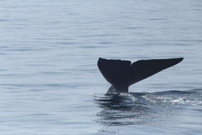 Whale and Dolphin Watching - Private Speed Boat Tour - What You Can Expect During the Tour