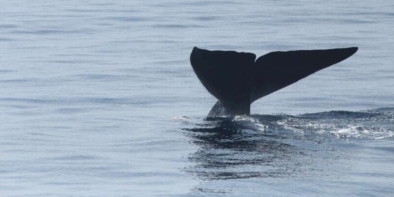 Whale and Dolphin Watching - Private Speed Boat Tour - FAQ