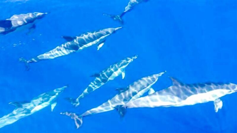 Whale and Dolphin Watching Sailing Tour  Los Gigantes (3H) - An In-Depth Look at the Experience