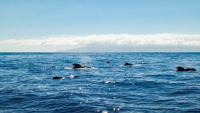 Whale and Dolphin Watching Sailing Tour  Los Gigantes (3H) - Who Should Consider This Tour?