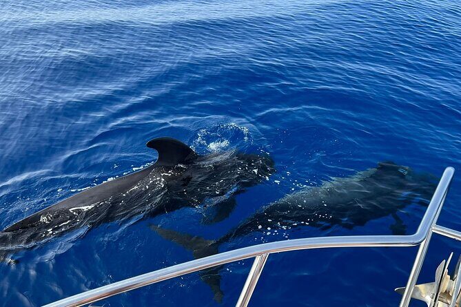 Whale and dolphin watching tour Los Gigantes and Masca in small groups - A Closer Look at the Experience
