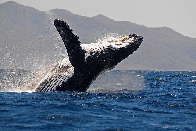 Whale and Dolphin Watching with a Biologist in Puerto Vallarta - Who Will Love This Tour?