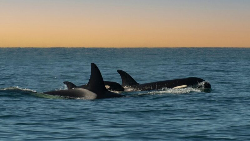 Whale and wildlife watching Private and Semi-Private tours - Key Points