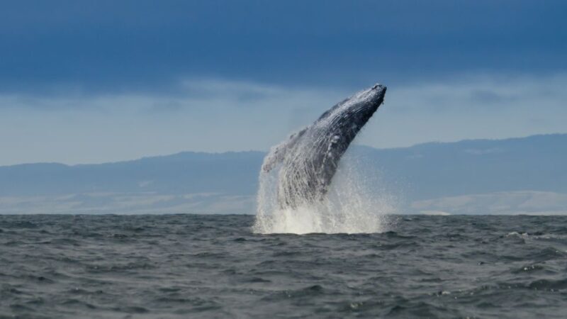 Whale and wildlife watching Private and Semi-Private tours - An Honest Look at the Whale and Wildlife Experience