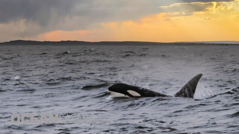 Whale and wildlife watching Private and Semi-Private tours - The Authenticity and Value of the Tour