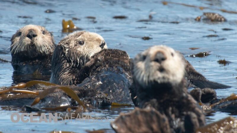Whale and wildlife watching Private and Semi-Private tours - Who This Tour Is Best For