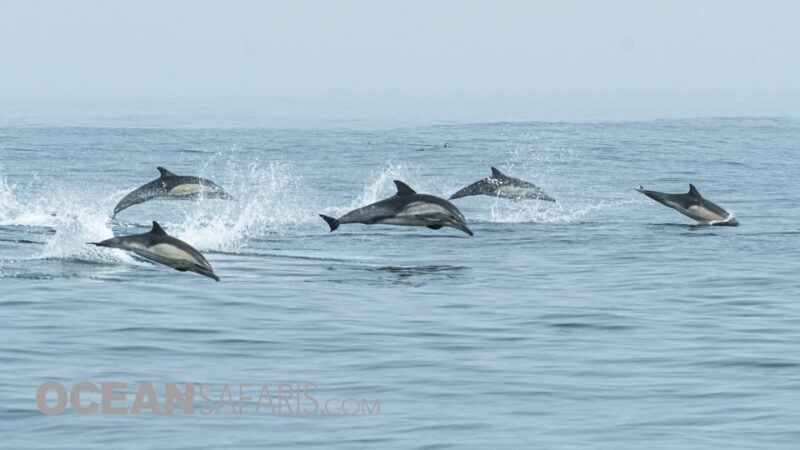 Whale and wildlife watching Private and Semi-Private tours - Final Thoughts