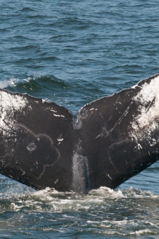 Whale and wildlife watching Private and Semi-Private tours - FAQ
