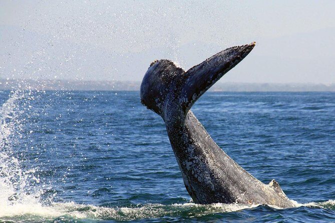 Whale & Dolphin Watching Cruise in Puerto Vallarta All Inclusive - What to Expect from the Tour