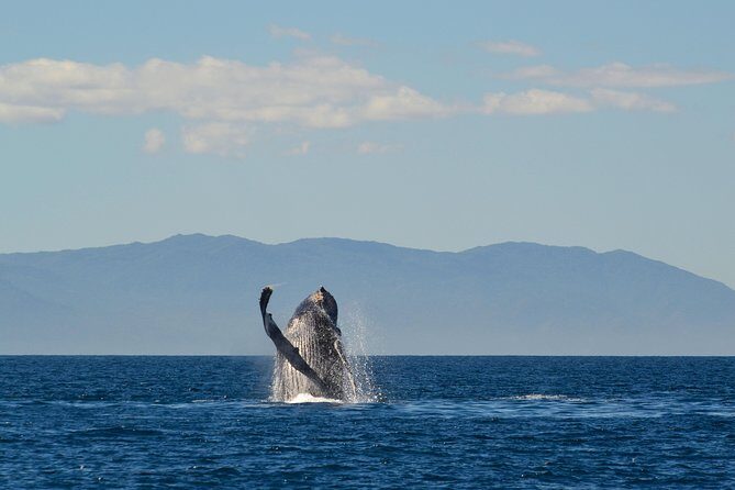 Whale & Dolphin Watching Cruise in Puerto Vallarta All Inclusive - Who Should Book This Tour?