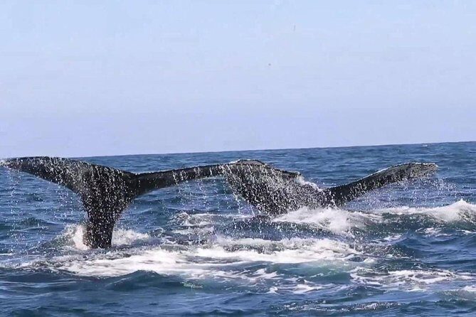 Whale & Dolphin Watching Cruise in Puerto Vallarta All Inclusive - FAQs
