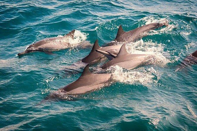 Whale & Dolphin Watching Day Tour including Handunugoda Teafactory - What You Can Expect from the Tour