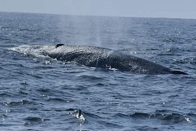 Whale & Dolphin Watching Day Tour including Handunugoda Teafactory - Practical Tips for Travelers