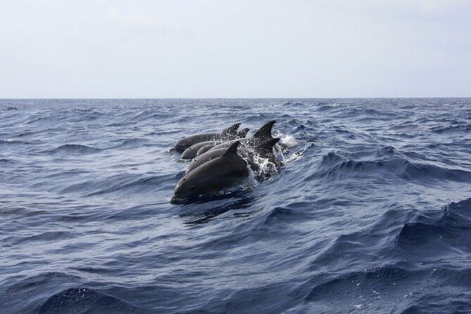 Whale & Dolphin Watching in Tenerife (Puerto Colon) On a Large Catamaran - An Authentic Marine Adventure