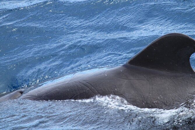 Whale & Dolphin Watching in Tenerife (Puerto Colon) On a Large Catamaran - Practical Tips for Your Trip