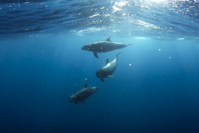 Whale & Dolphin Watching in Tenerife (Puerto Colon) On a Large Catamaran - Who Would Enjoy This Tour?