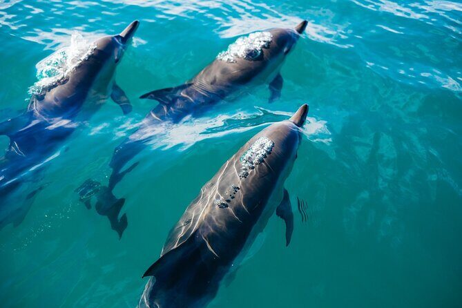 Whale & Dolphin Watching Trincomalee - An In-Depth Look at the Whale & Dolphin Watching Tour