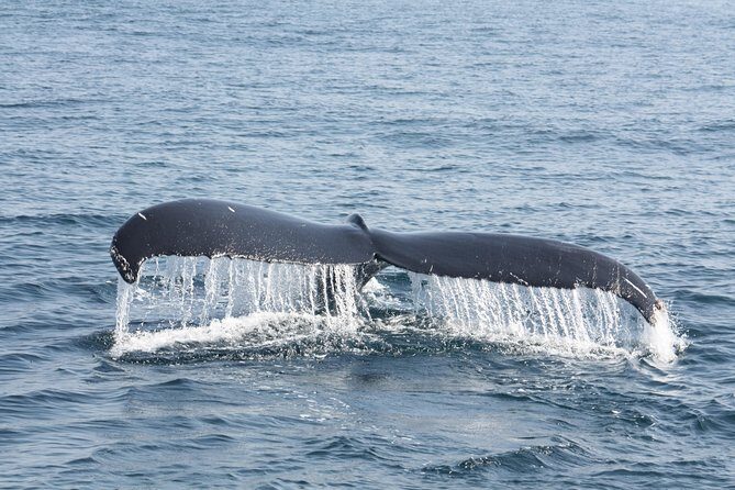 Whale Encounter Puerto Vallarta - FAQ