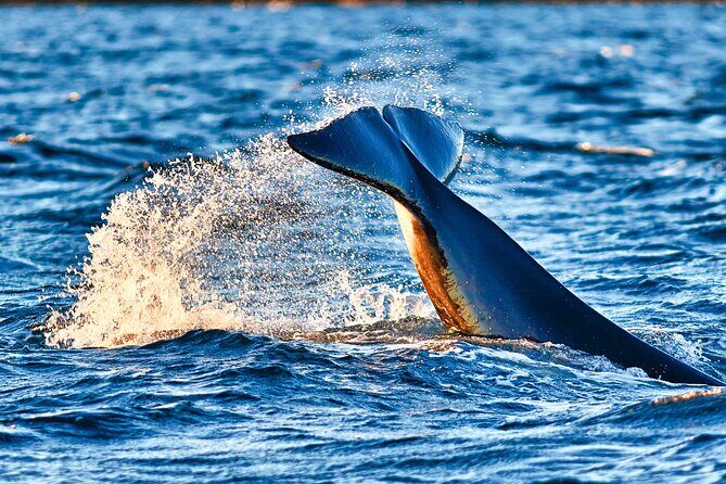 Whale safari with Puffins and Muffins (Andøy, Vesterålen) - Who Will Enjoy This Tour?