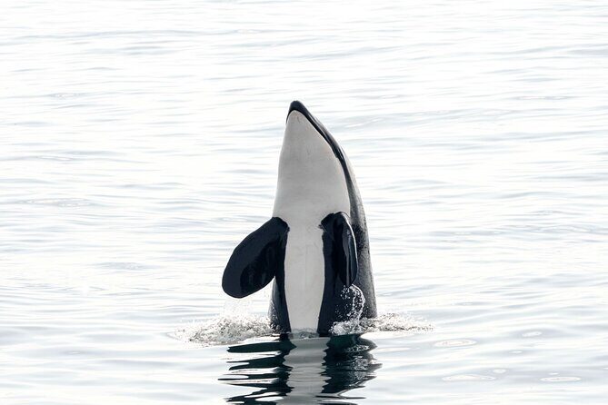 Whale safari with Puffins and Muffins (Andøy, Vesterålen) - FAQ