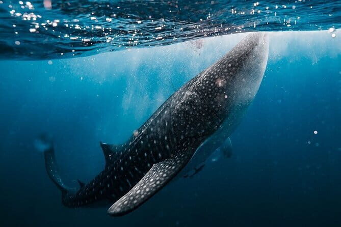 Whale Shark Adventure 2 Days 1 Night Sharing Trip - Discovering the Whale Shark Adventure: A 2-Day Journey in Lombok and Sumbawa