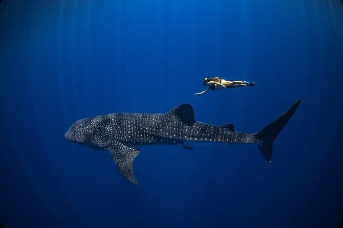 Whale Shark Adventure 2 Days 1 Night Sharing Trip - Key Points