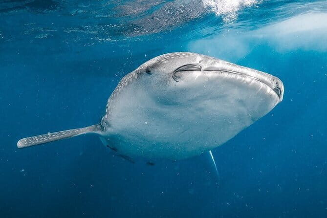 Whale Shark Adventure 2 Days 1 Night Sharing Trip - What Travelers Are Saying