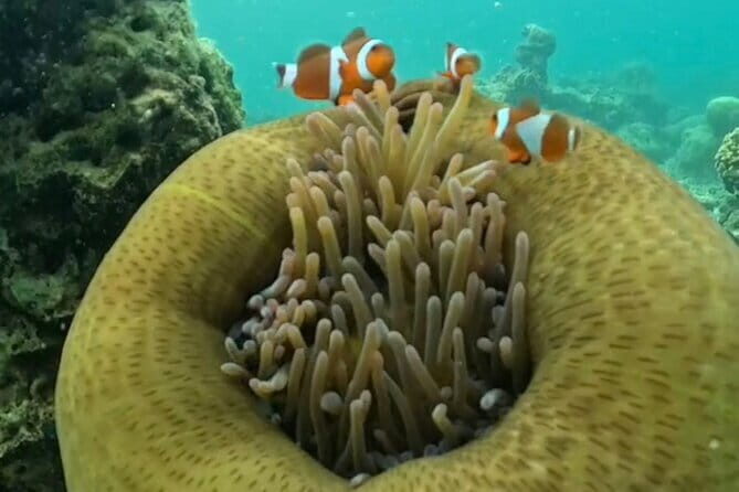 Whale Shark Adventure 2 Days 1 Night Sharing Trip - Transport and Group Dynamics