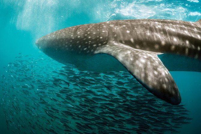 Whale Shark Adventure - An In-Depth Look at the Whale Shark Adventure