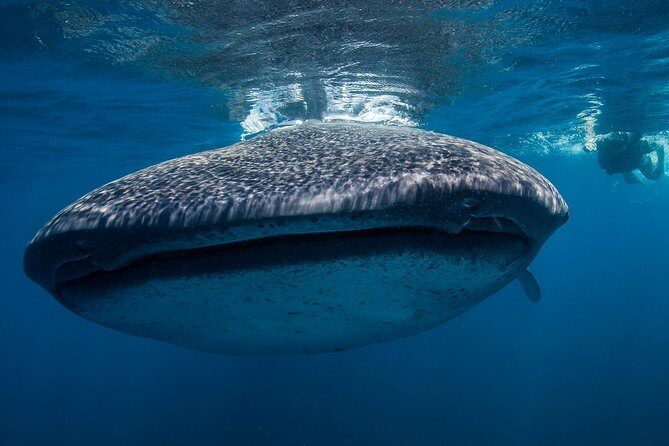 Whale Shark Adventure - FAQ