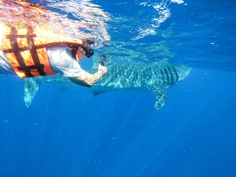 Whale Shark Adventure from Cancun and Mayan Riviera - Key Points