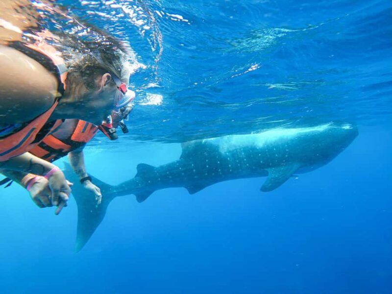 Whale Shark Adventure from Cancun and Mayan Riviera - Is This Tour Worth It?