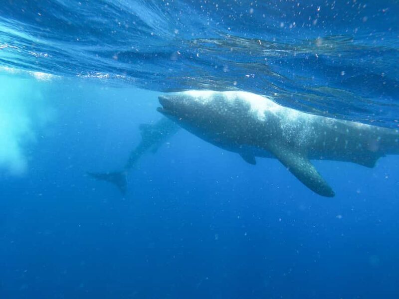 Whale Shark Adventure from Isla Mujeres - Key Points