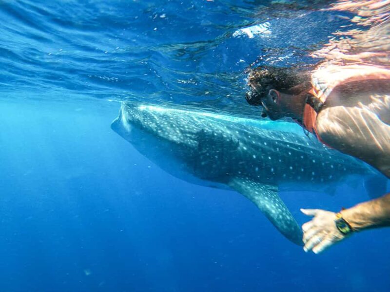 Whale Shark Adventure from Isla Mujeres - The Experience in Detail