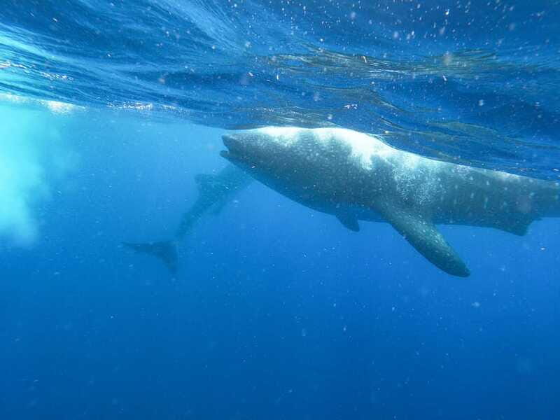Whale Shark Adventure from Isla Mujeres - Who Is This Tour Best For?