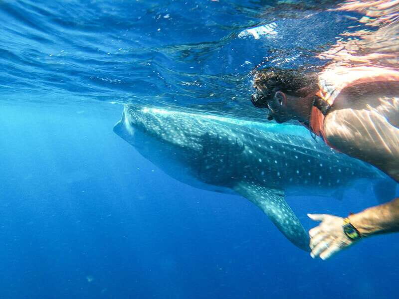 Whale Shark Adventure from Isla Mujeres - An Authentic Encounter with Nature