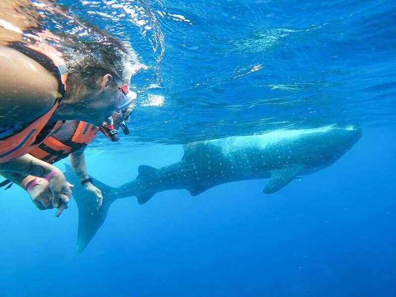 Whale Shark Adventure from Isla Mujeres - Evaluating the Value and Experience