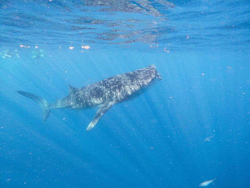 Whale Shark Adventure from Isla Mujeres - Who Will Love This Tour?